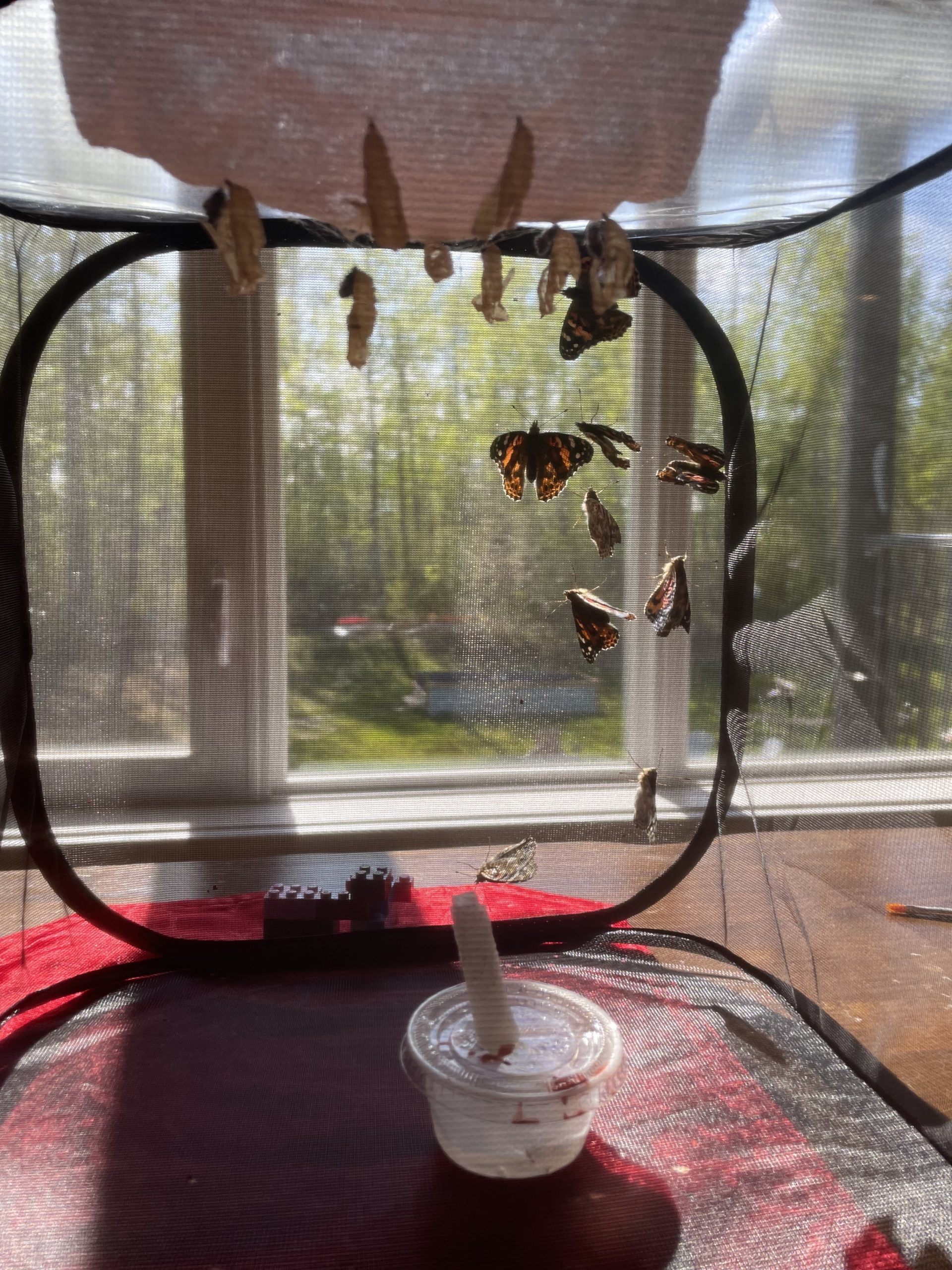 Growing Butterflies with Education Station - Modern Mama