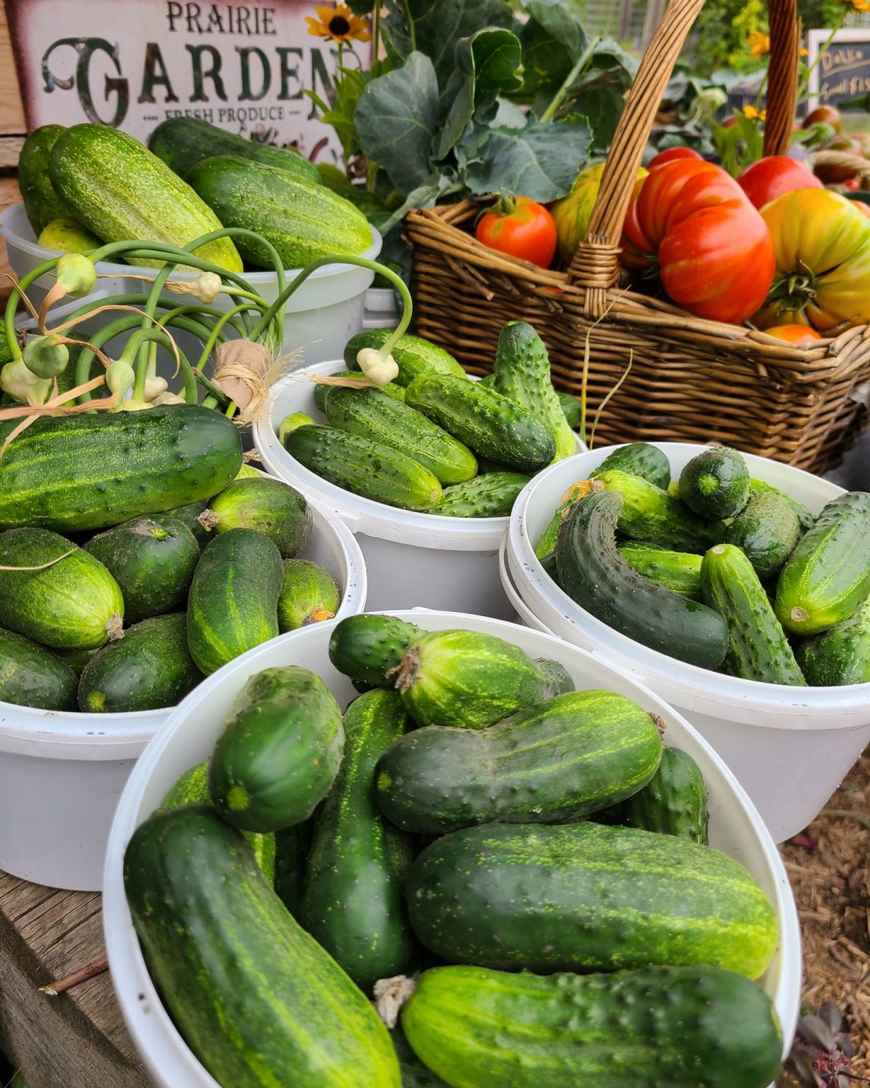 Top 10 U-Pick Farms In and Around Edmonton - Modern Mama