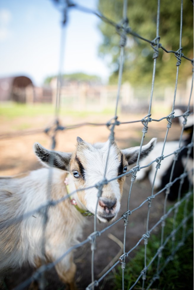 Top 10 U-Pick Farms In and Around Edmonton - Modern Mama