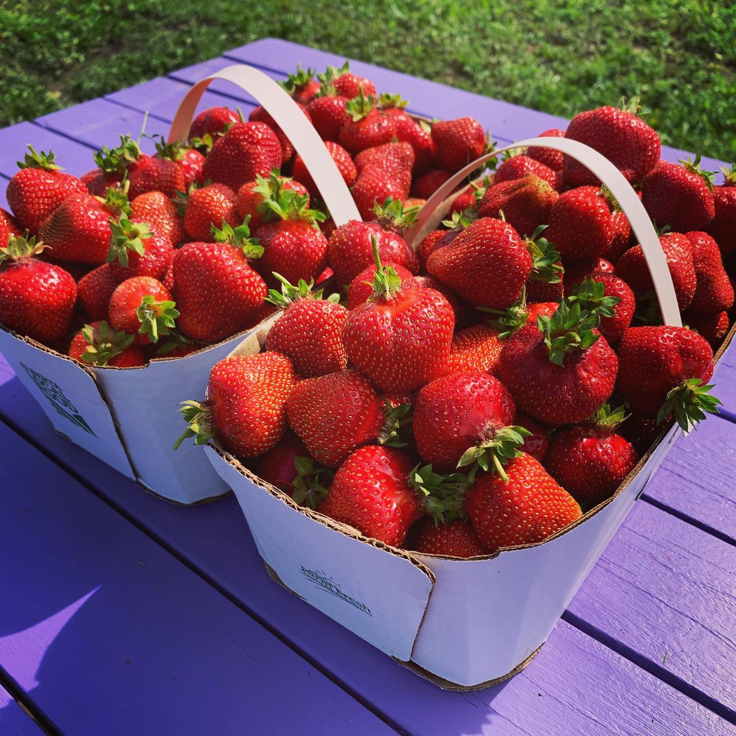 Top 10 U-Pick Farms In and Around Edmonton - Modern Mama